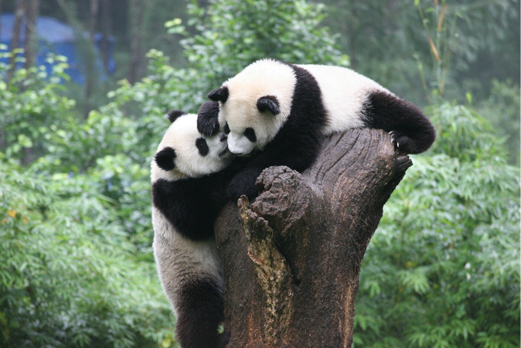 CHENGDU DISCOVERY – TERRATRIBES,